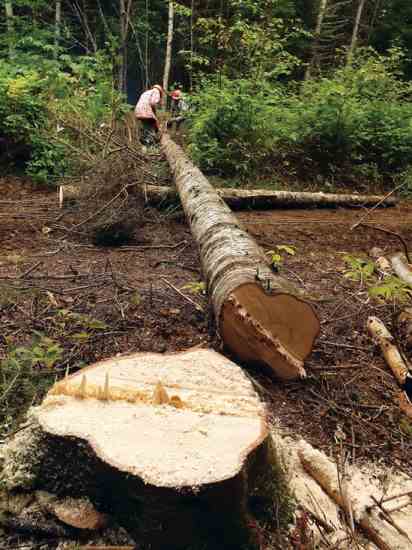 How To Cut Down A Small Tree With a Chainsaw - Grit